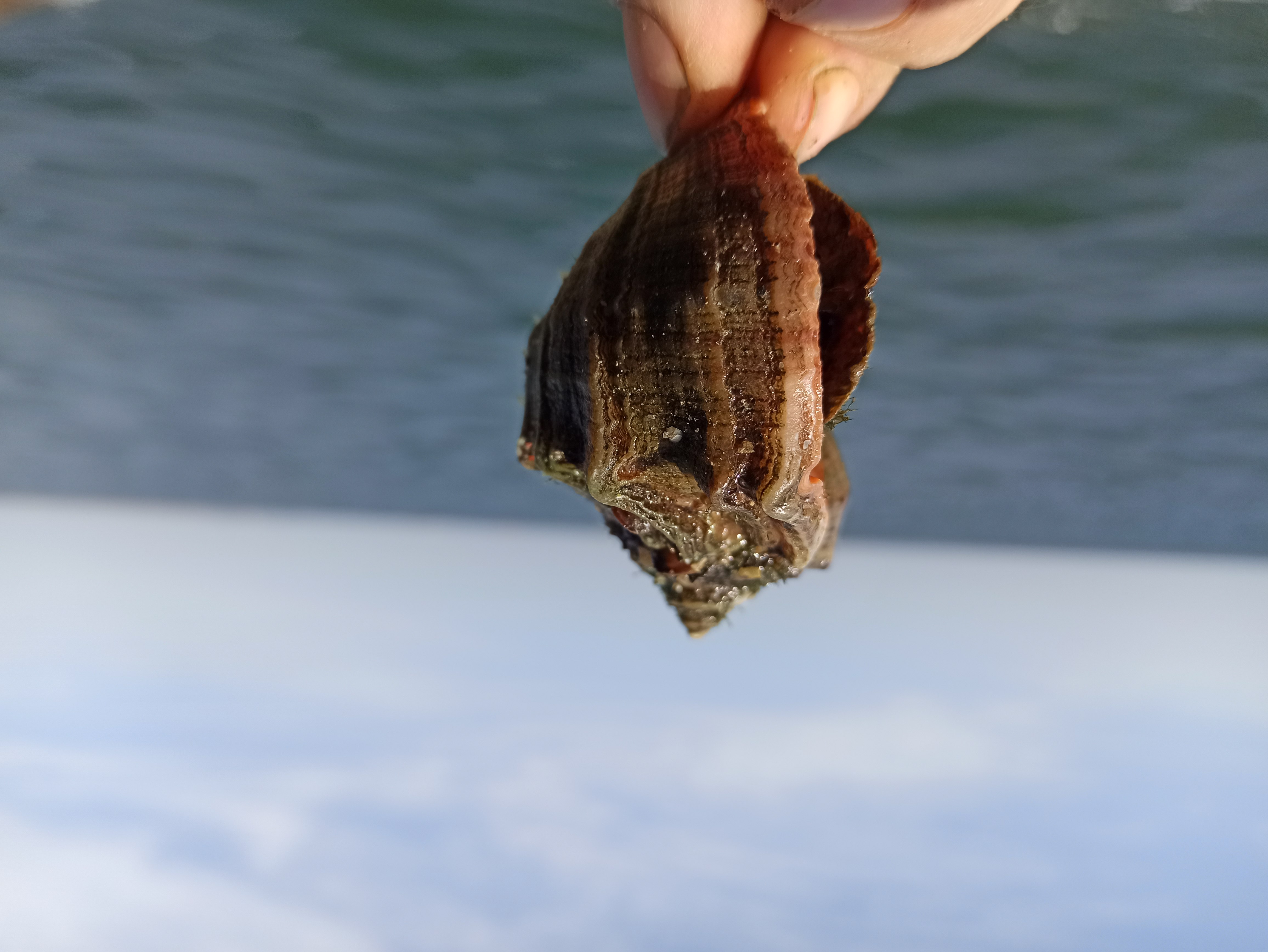 How an invasive sea snail triggered cooperation in the Black Sea ...